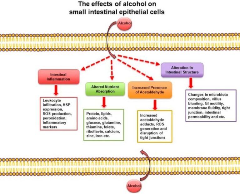 Effects of alcohol on the digestive system